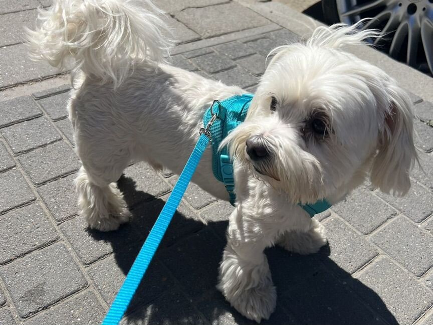 Найдена собака болонка белая