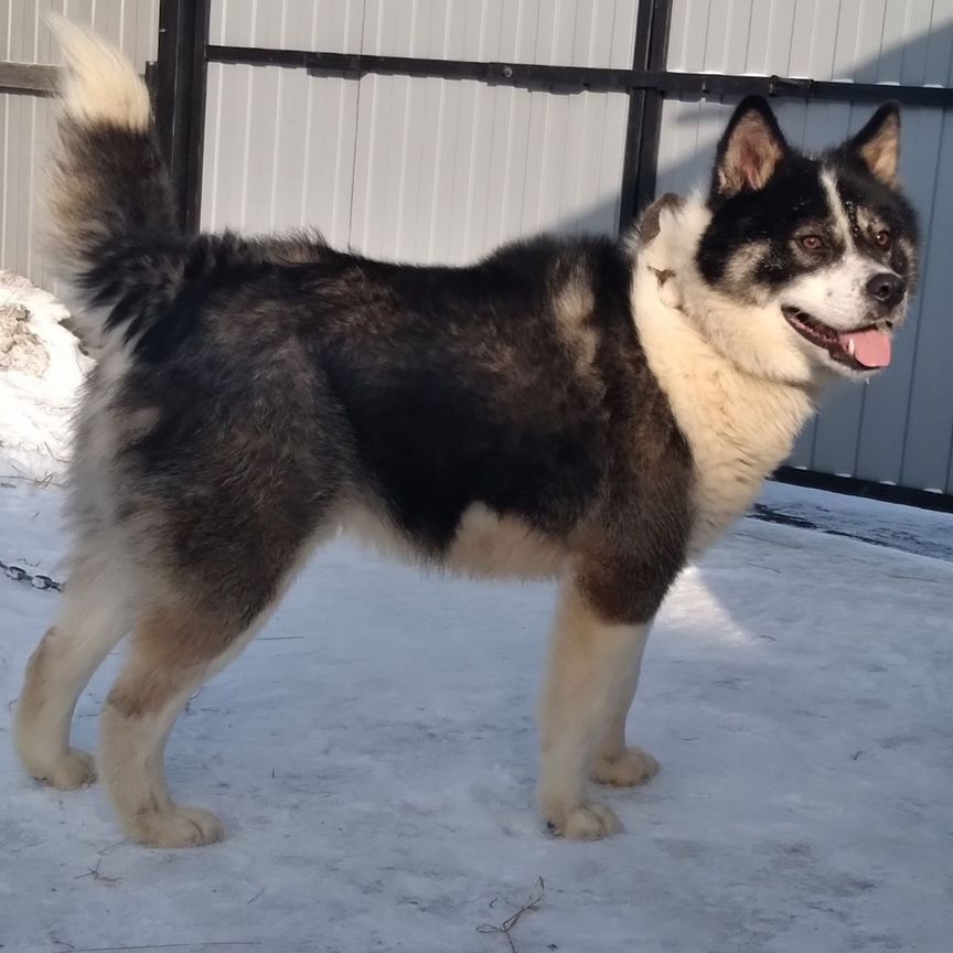 Лайка, взрослый пёс