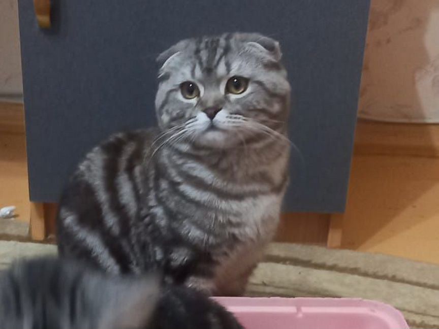 Шотландский вислоухий кот приглашает на вязку