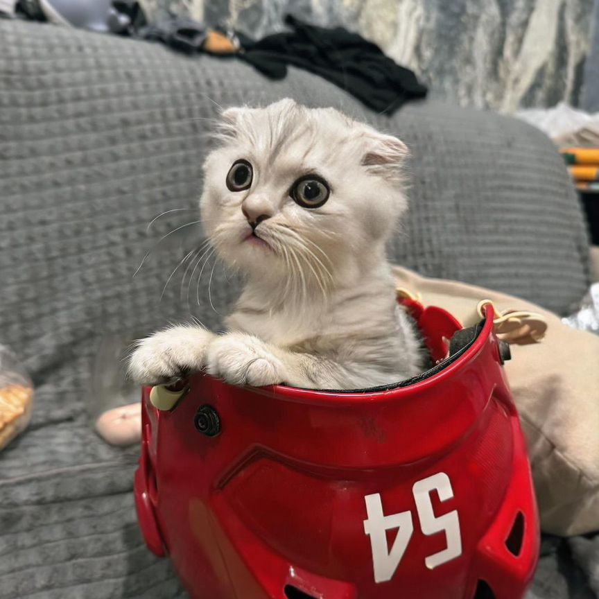 Продам котика