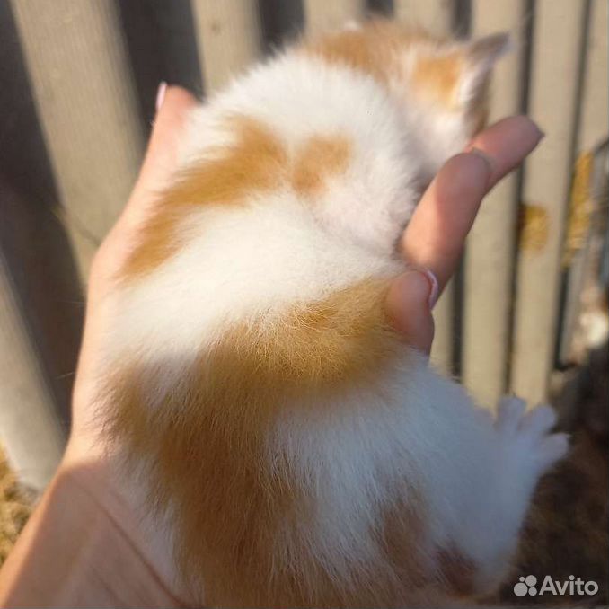 Рыжие комочки