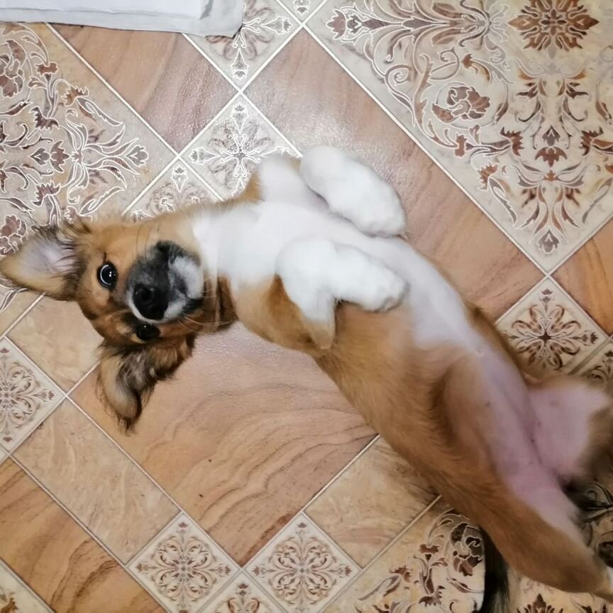 Отдам в добрые руки собаку Джек рассел