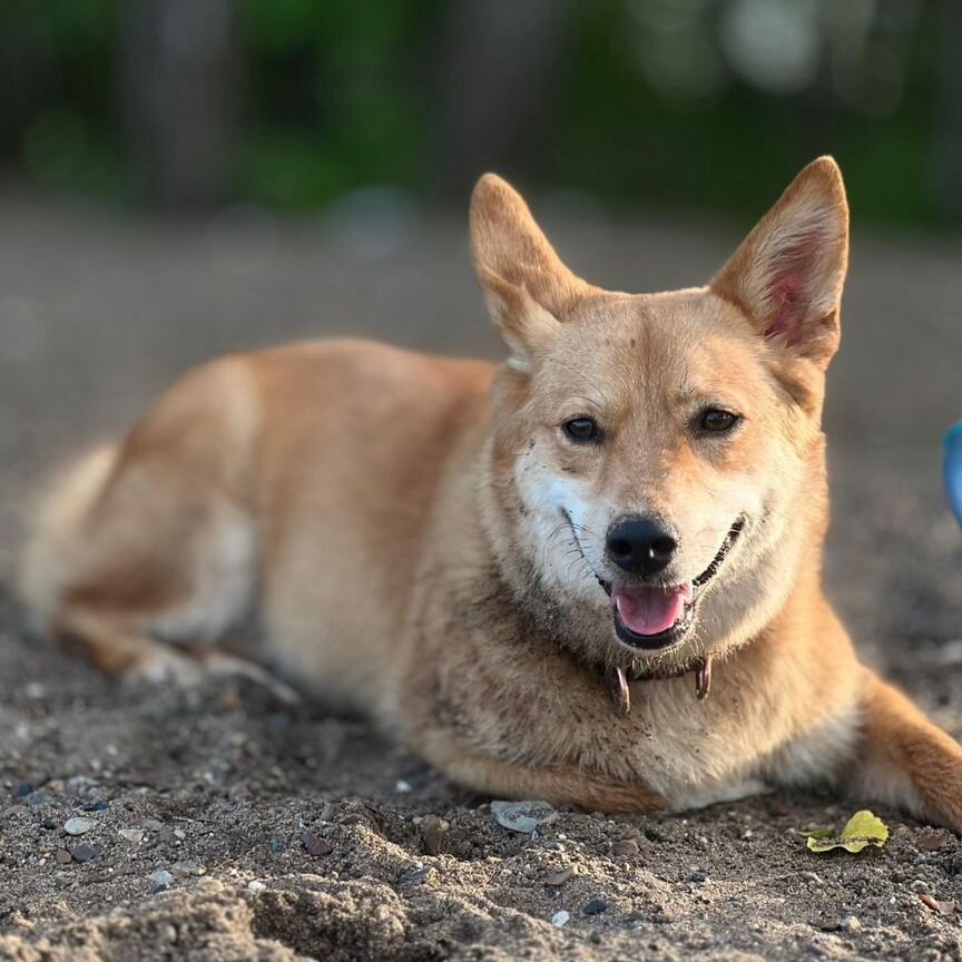 Собака в добрые руки