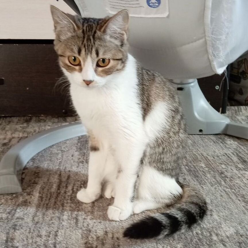 Котёнок в добрые руки