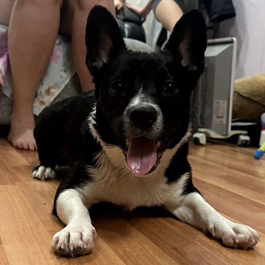 Вельш-корги кардиган