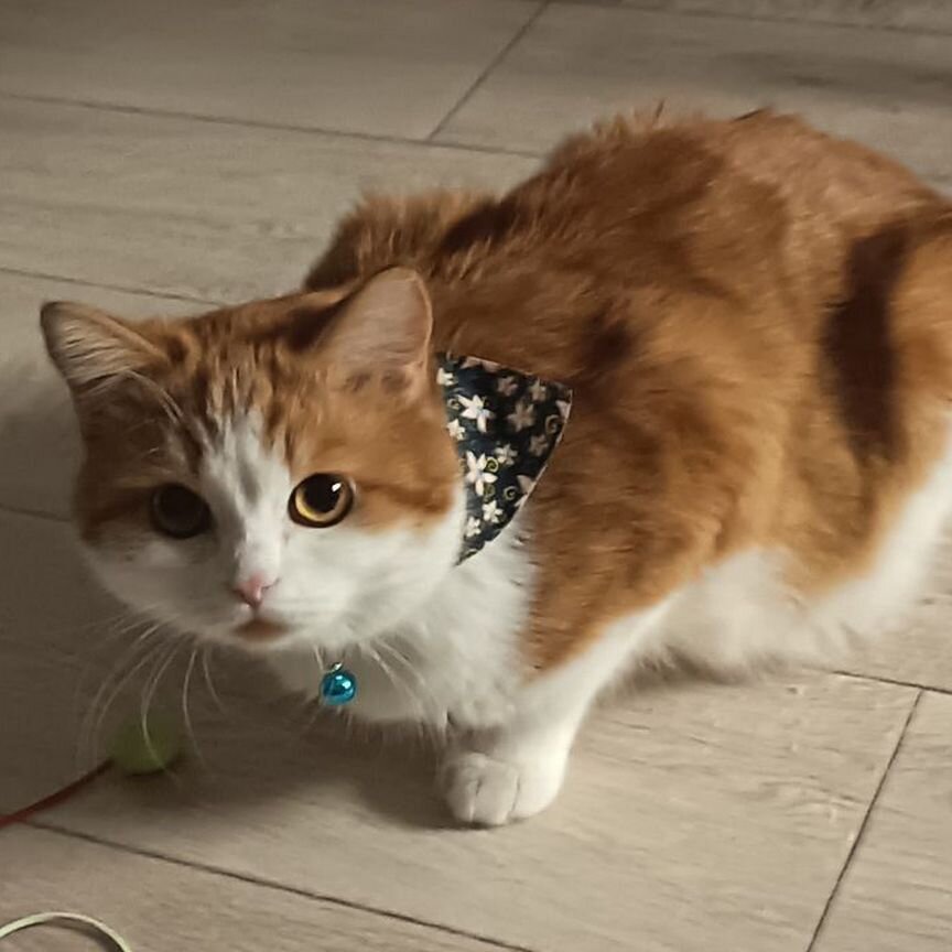 Взрослый кот в добрые руки