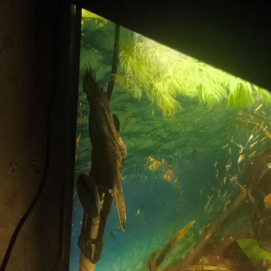 Аквариумные рыбки сомики