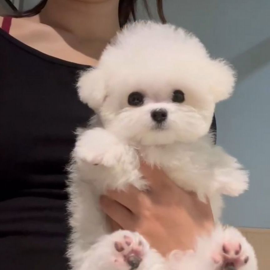 Девочка бишон из Китая