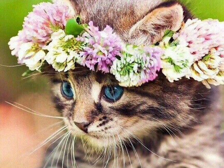 Очень ласковые и умные котята