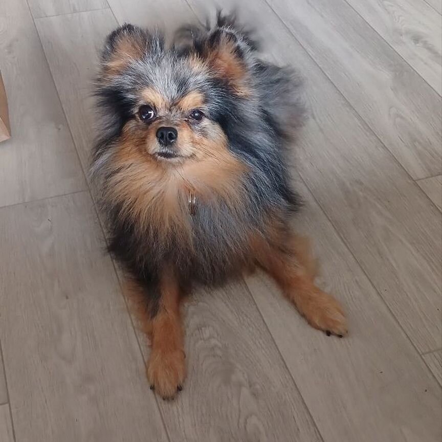 Кобель шпица 3 года