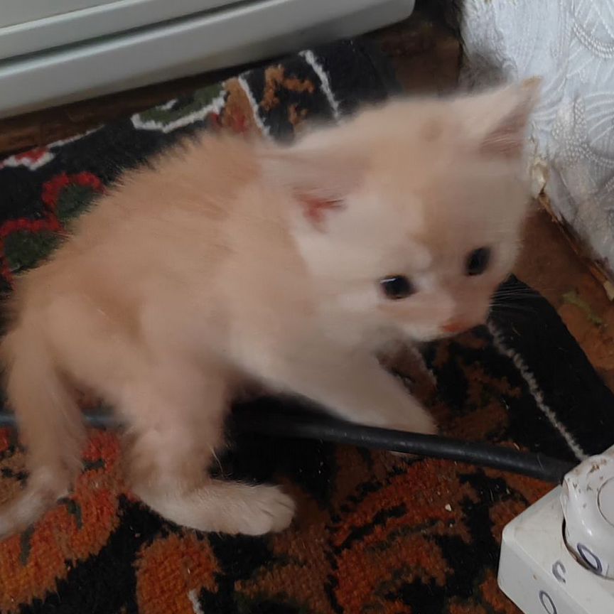 Котёнок в добрые руки