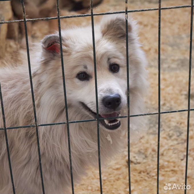 Белый пушистик