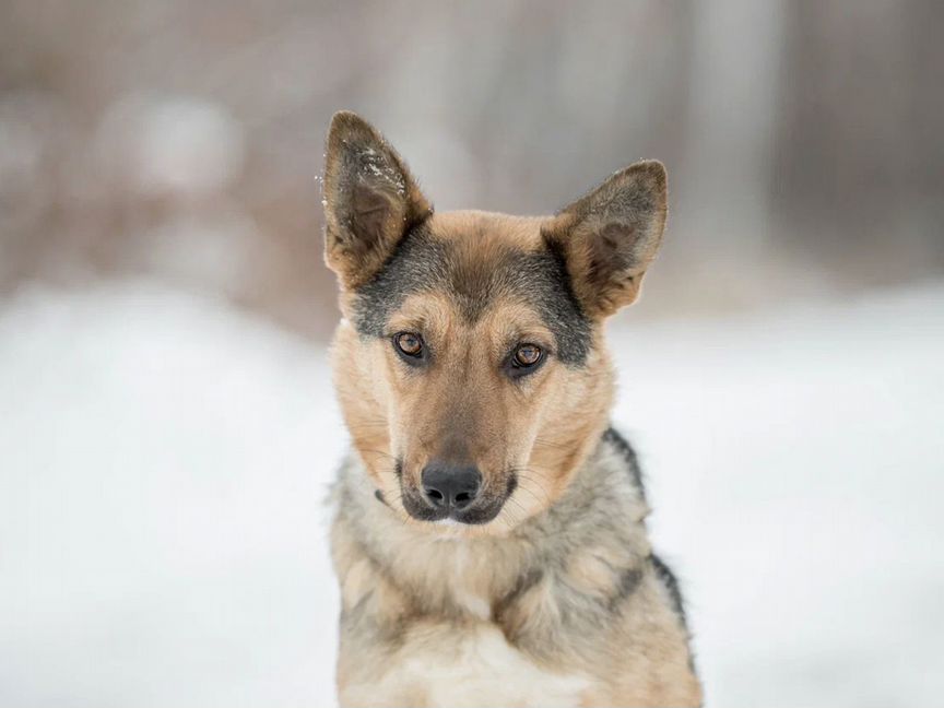 Собака из приюта