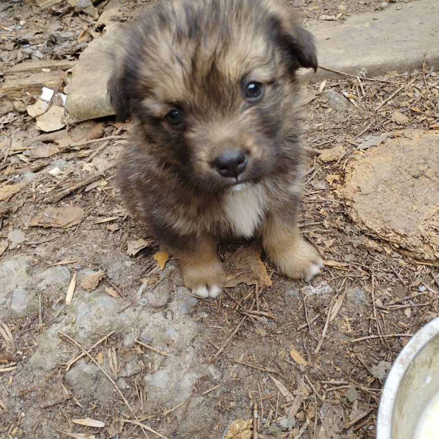 Щенки в добрые руки