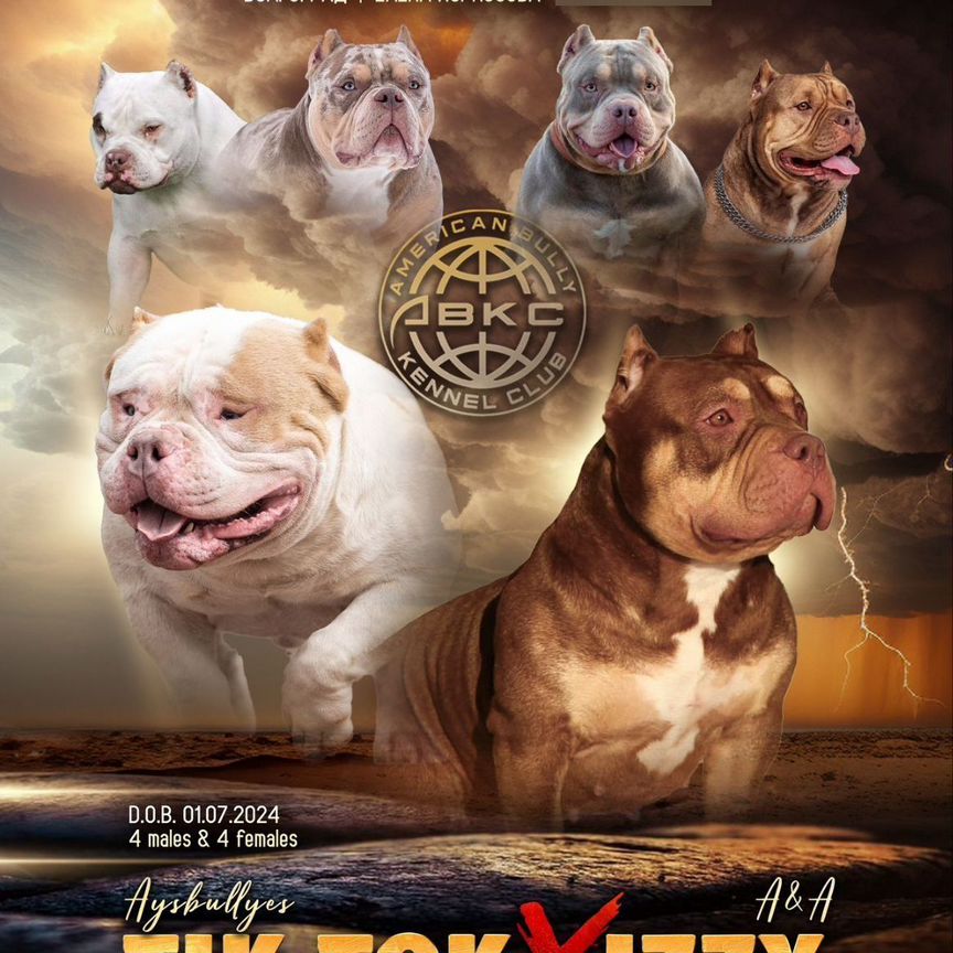 Американский булли покет щенки