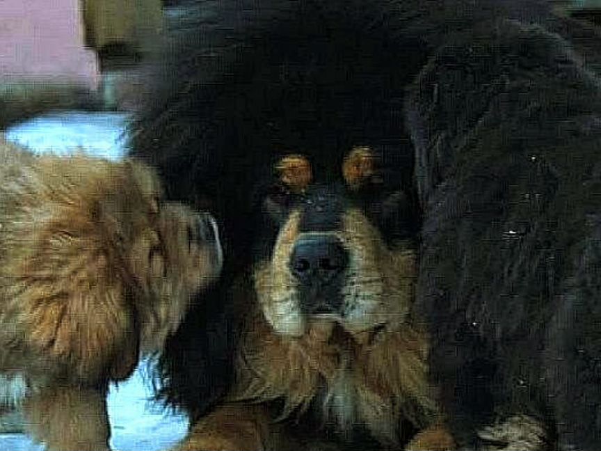 Щенки тибетского мастифа