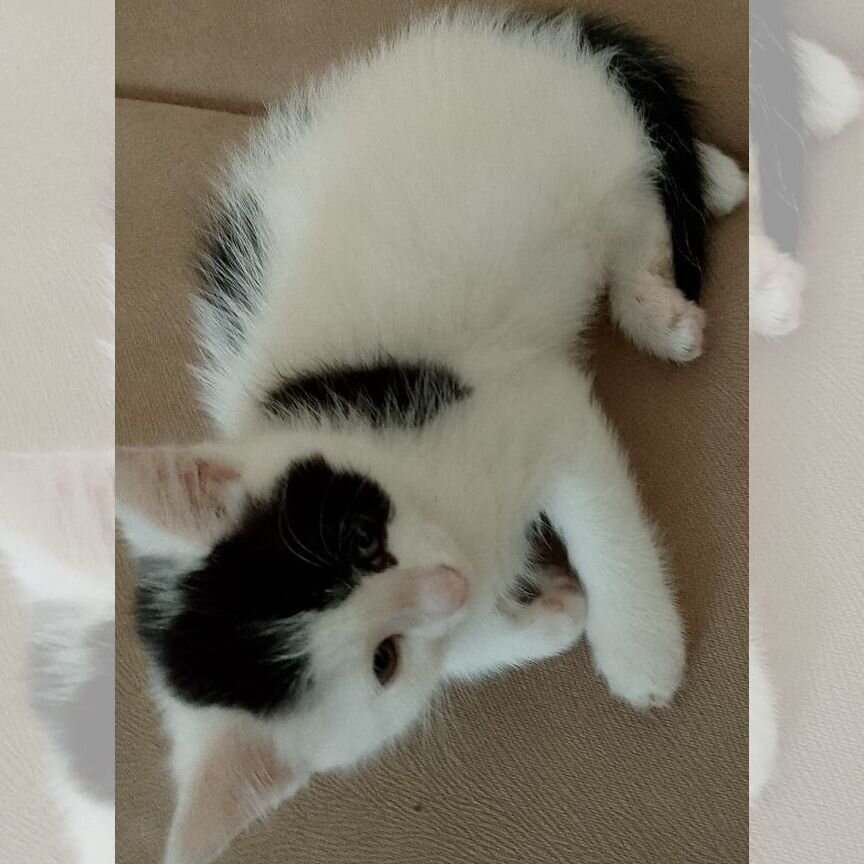 Котёнок в добрые руки