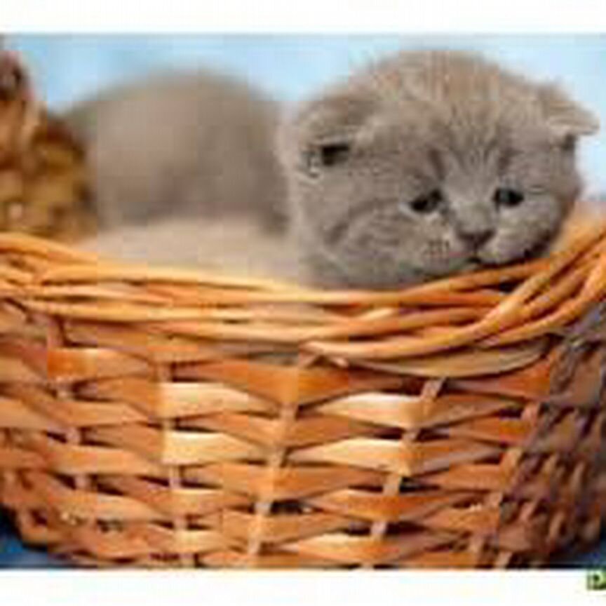 Лиловые фолдики