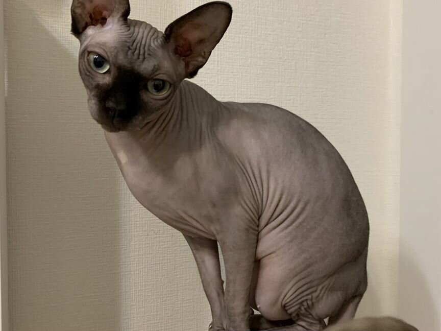 Канадский сфинкс