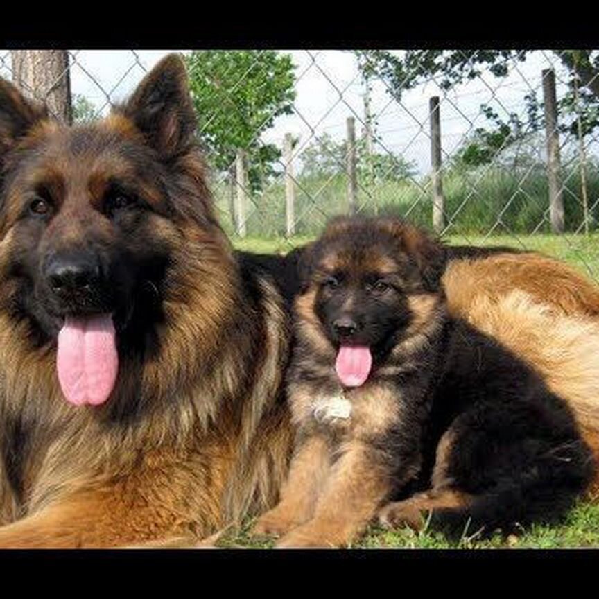 Сильные Щенки рабочих немецких овчарок на охрану