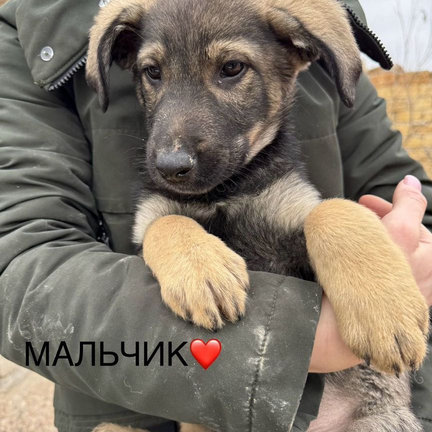 Щенок ищет дом