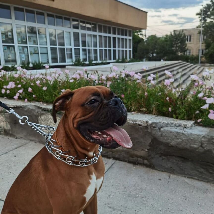 Немецкий боксер