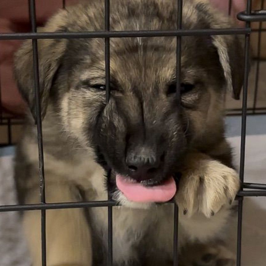 Щенок в добрые руки