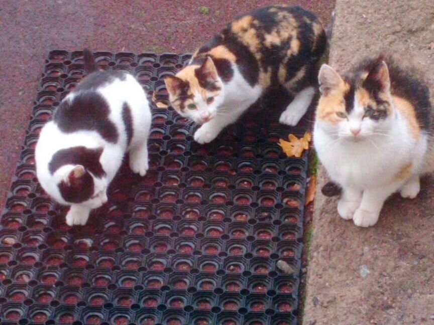 Разноцветные котята