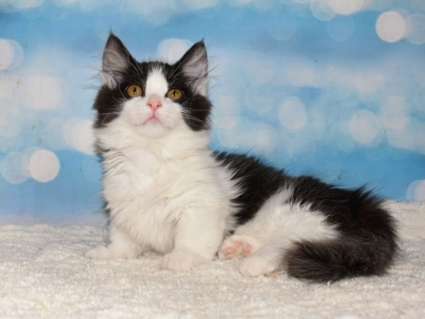 Манчкин на супер коротких лапках