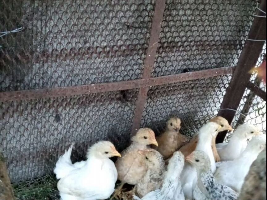 Продам цыплят