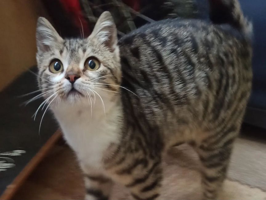 Котик в добрые руки