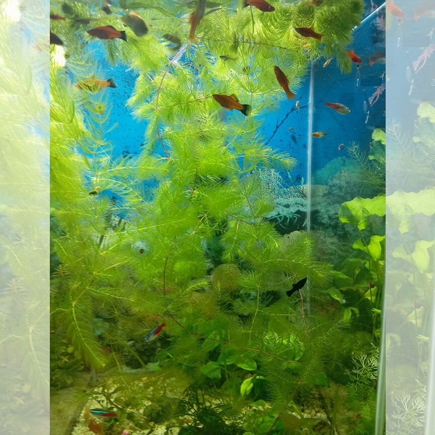 Роголистник