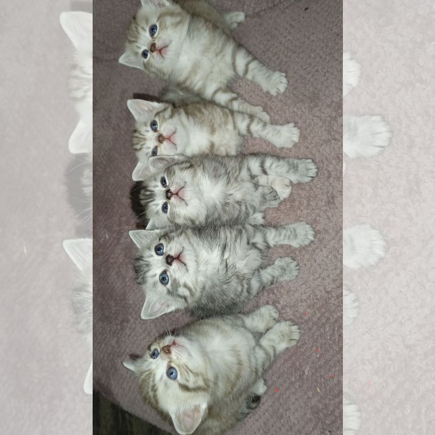 Британский короткошёрстный котёнок