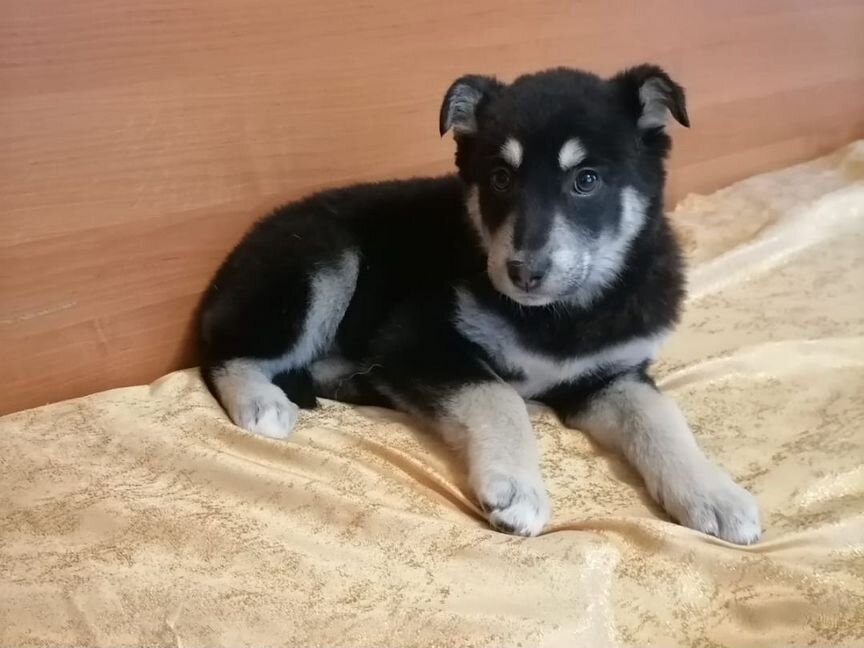 Я буду жить - маленький щенок ждал помощи