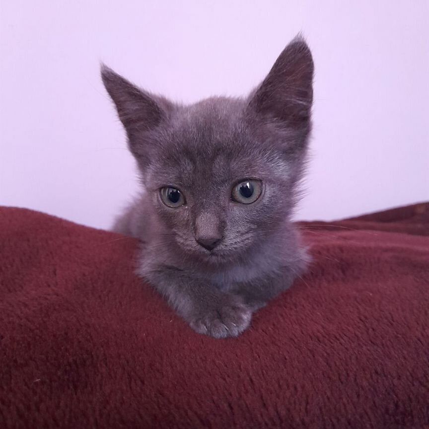 Котята в добрые руки приучены к лотку