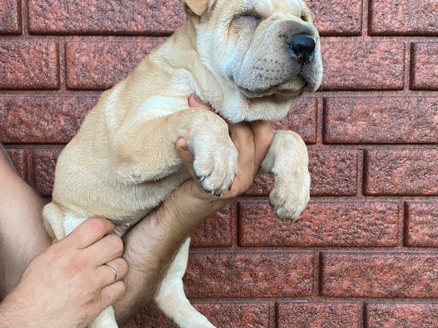 Щенки шарпей