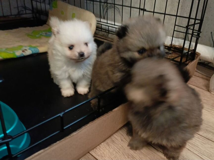 Померанские шпицы Миники Бронь