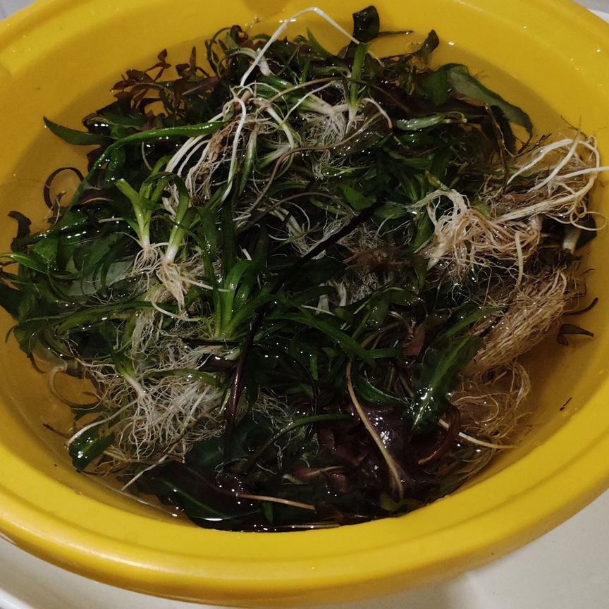 Аквариумное растение