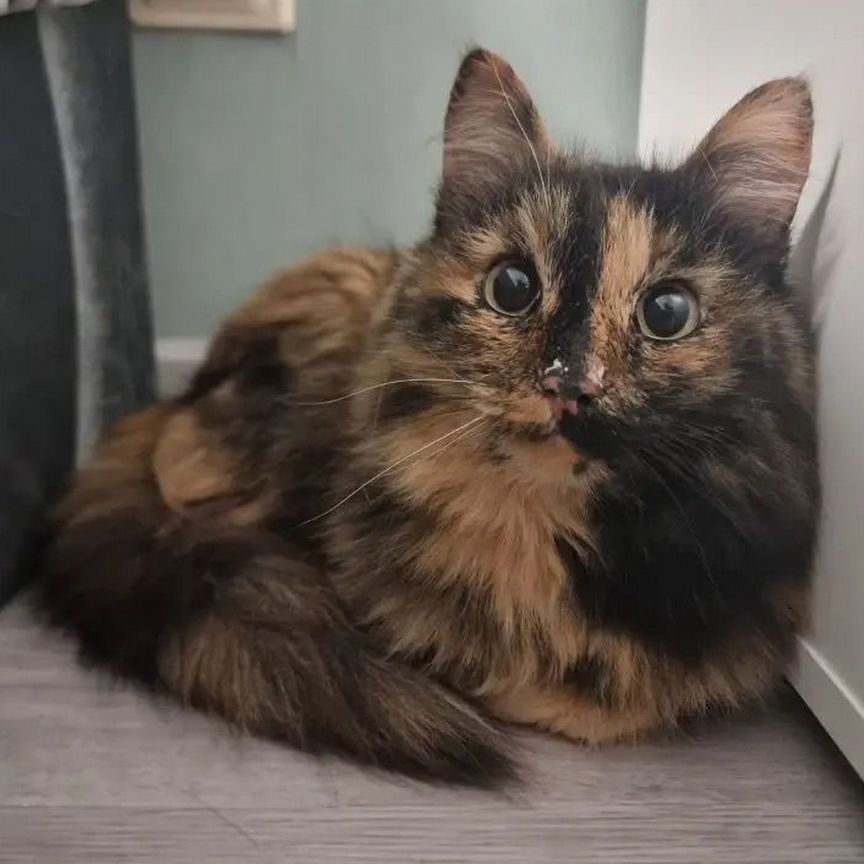 Взрослая, кошка в добрые руки