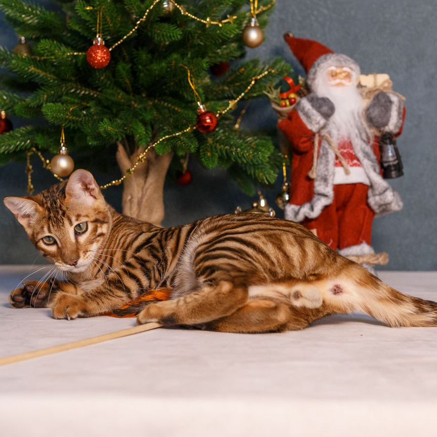 Котенок породы тойгер