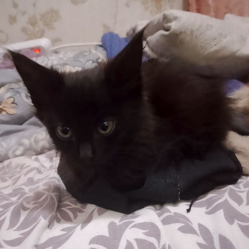 Котёнок в добрые руки