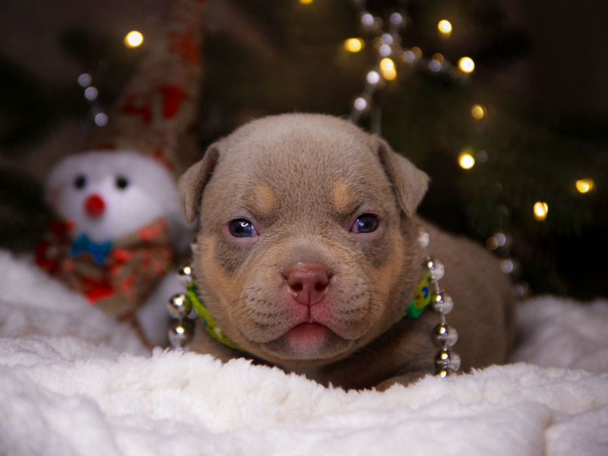 Американский булли, породные малыши