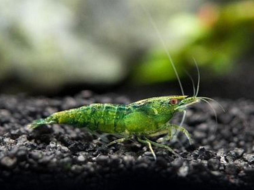 Креветка зеленая Микро Бабаулти (Caridina babaulti