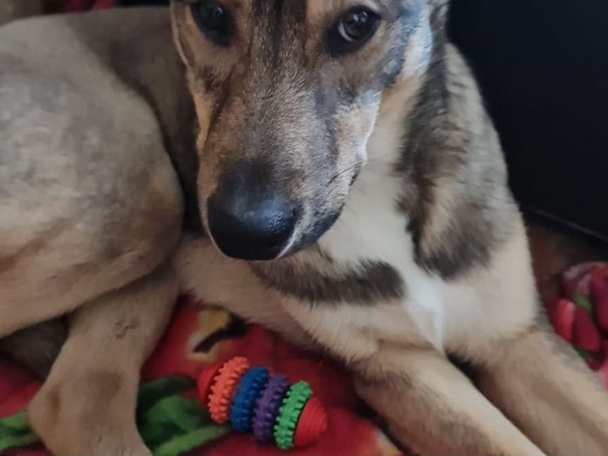 Молодой кобелек в добрые руки