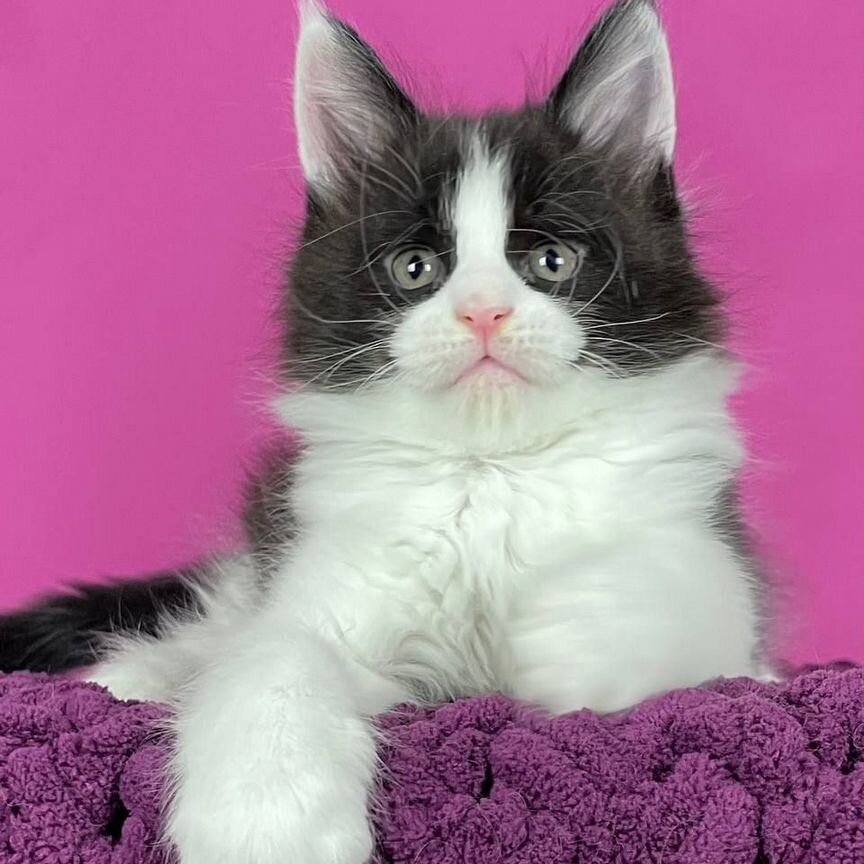 Котята мейн-кун