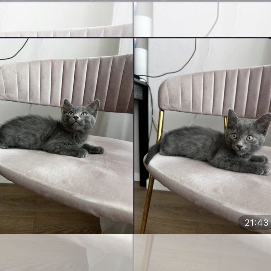 Русский голубой котёнок