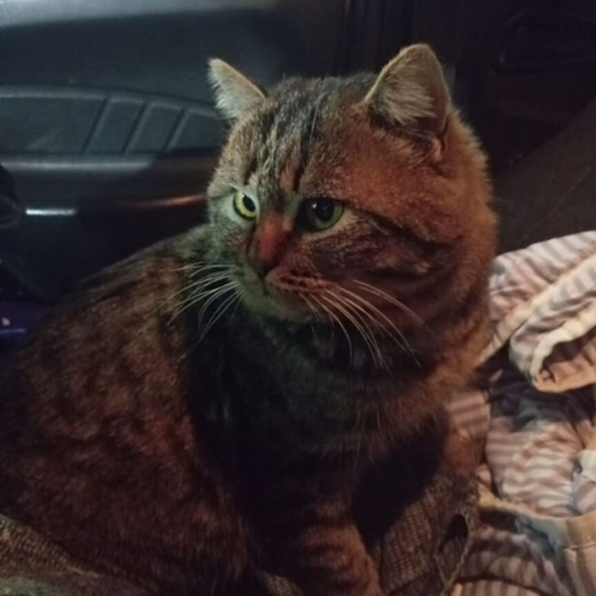 Котик в добрые руки