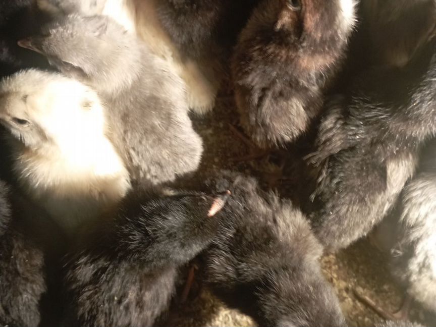 Цыплята суточные