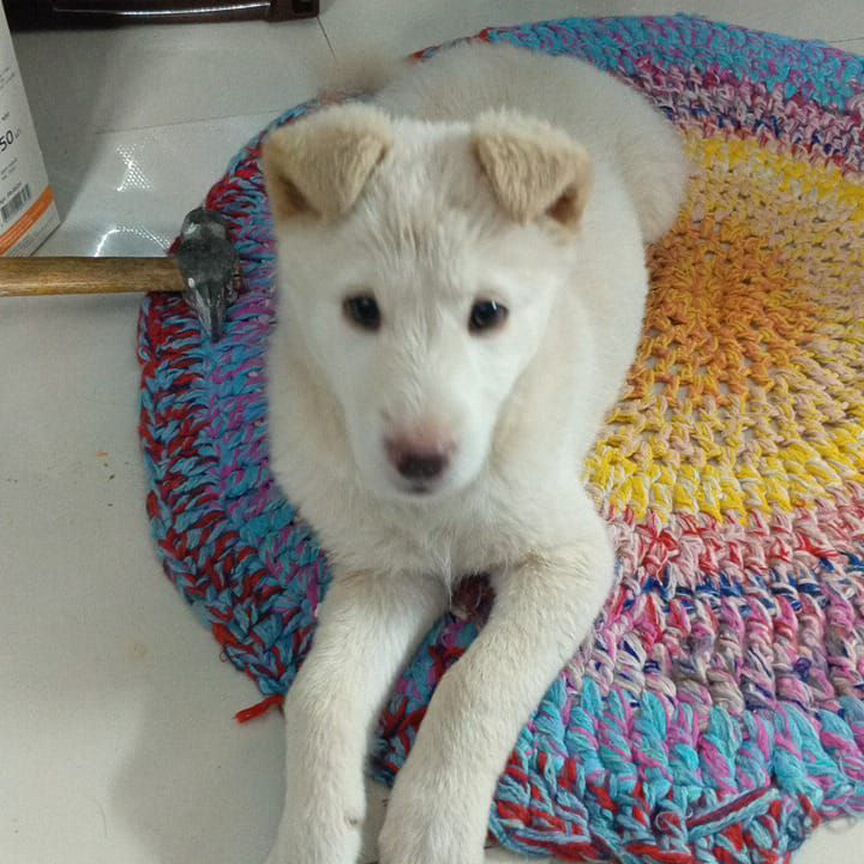 Красавица Умка