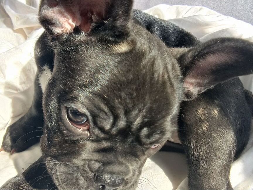 Французский бульдог